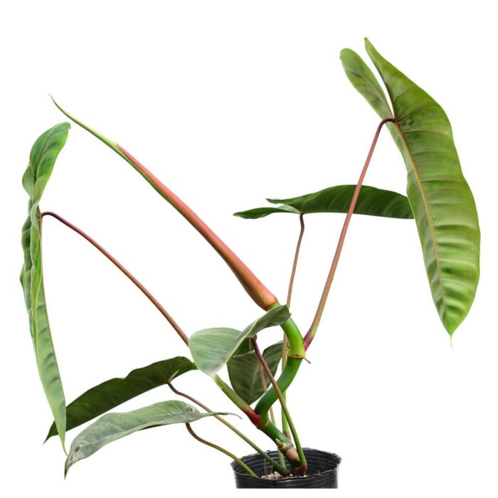 Philodendron Felix - Tropical Vines