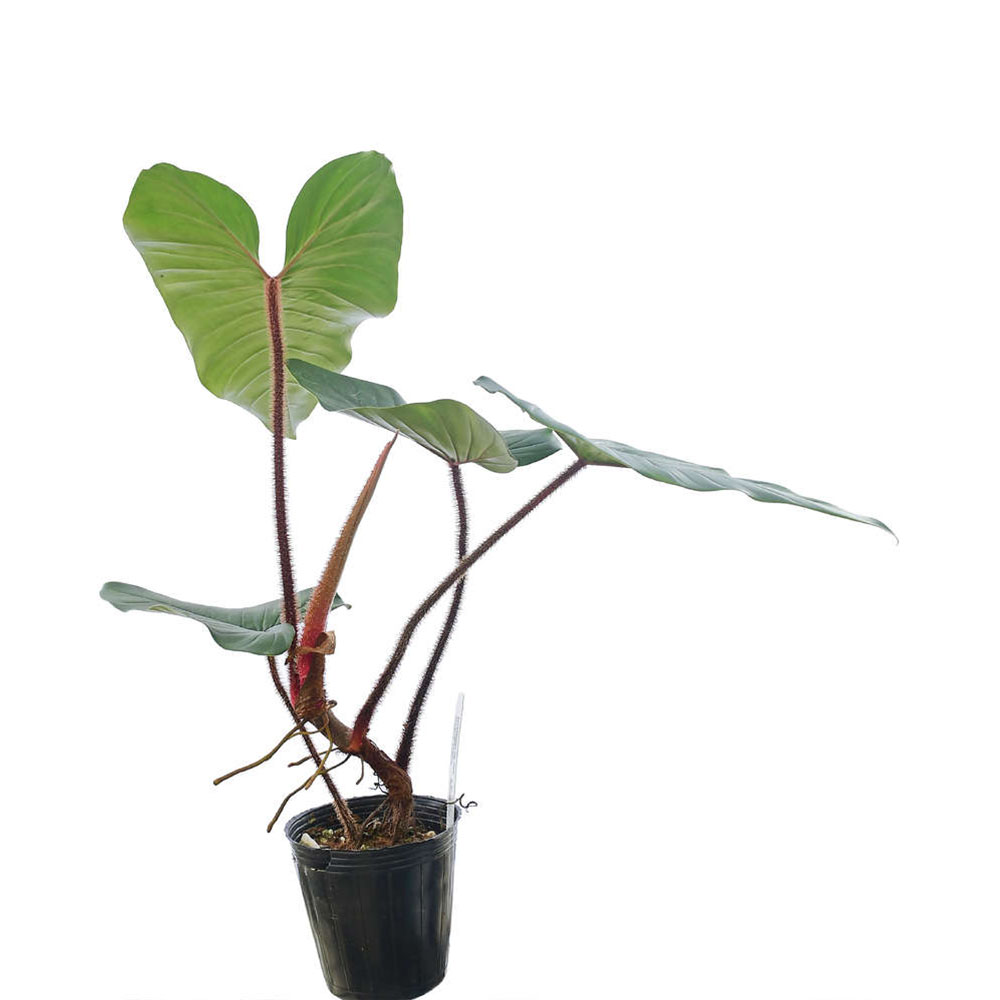 Philodendron squamicaule Blushing - Tropical Vines