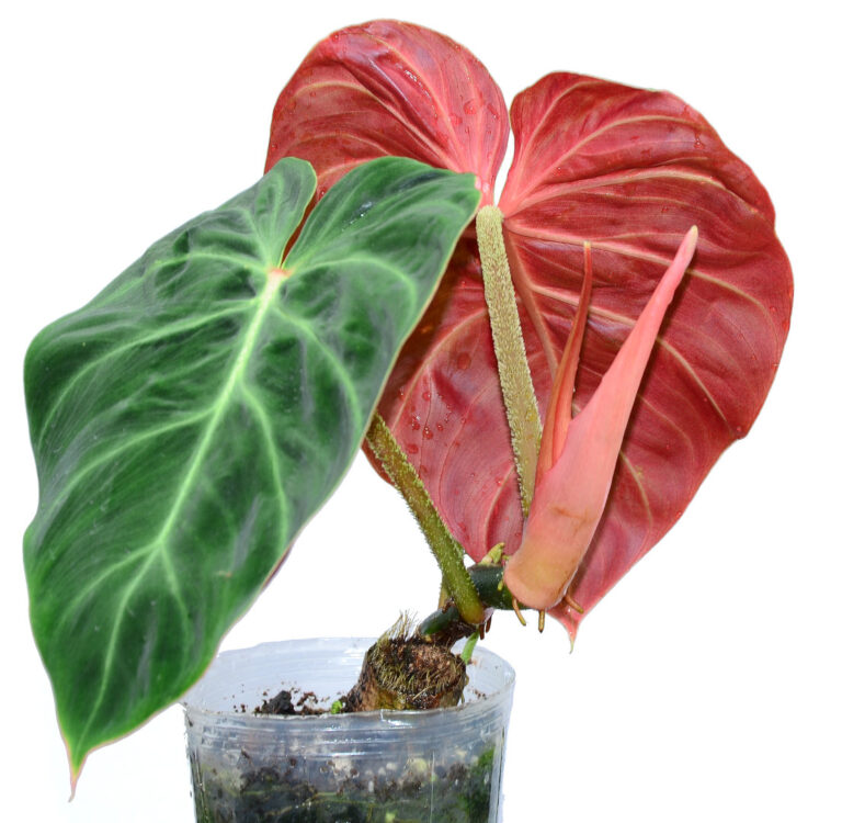 Philodendron verrucosum Amazon Sunset - Tropical Vines