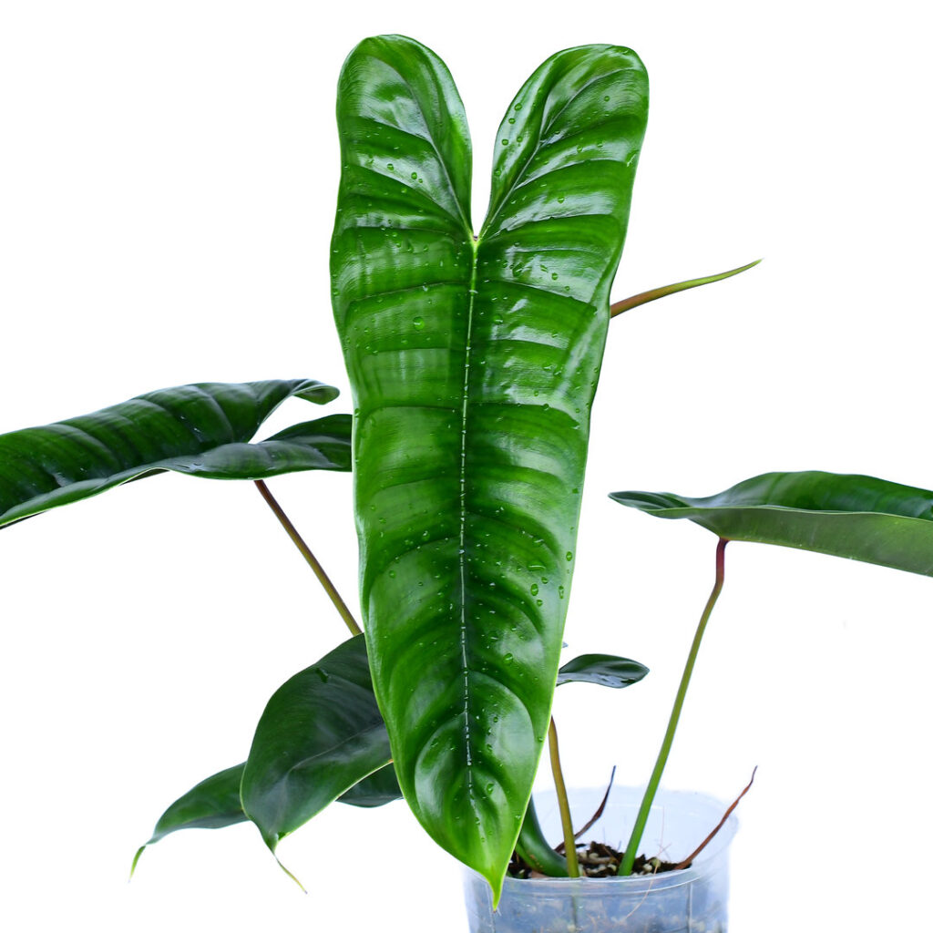 Philodendron Felix - Tropical Vines
