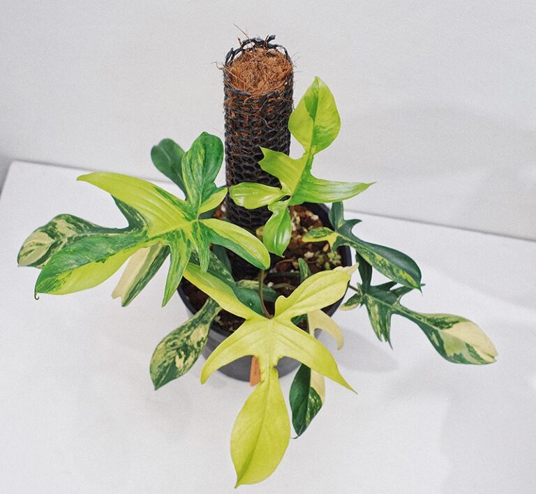 Philodendron Florida Beauty Variegata - Tropical Vines